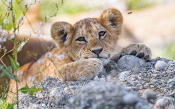 Lion Pfp