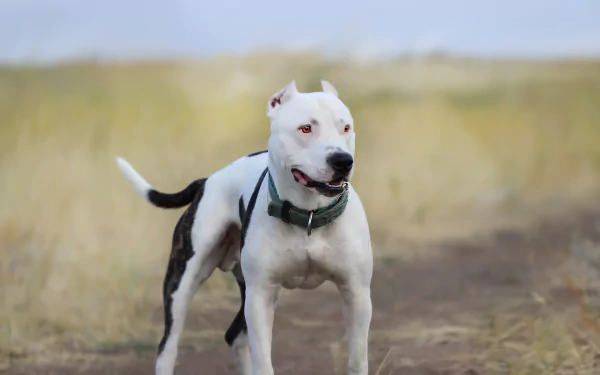 Download Pit Bull Dog Animal American Pit Bull Terrier HD Wallpaper