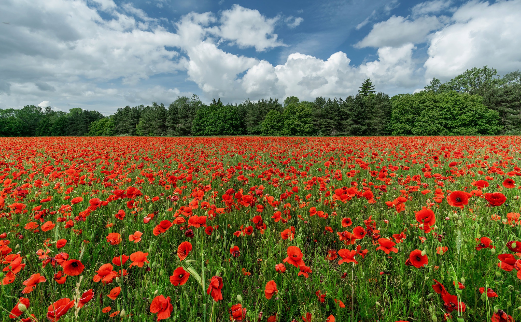 Download Field Red Flower Summer Nature Poppy HD Wallpaper