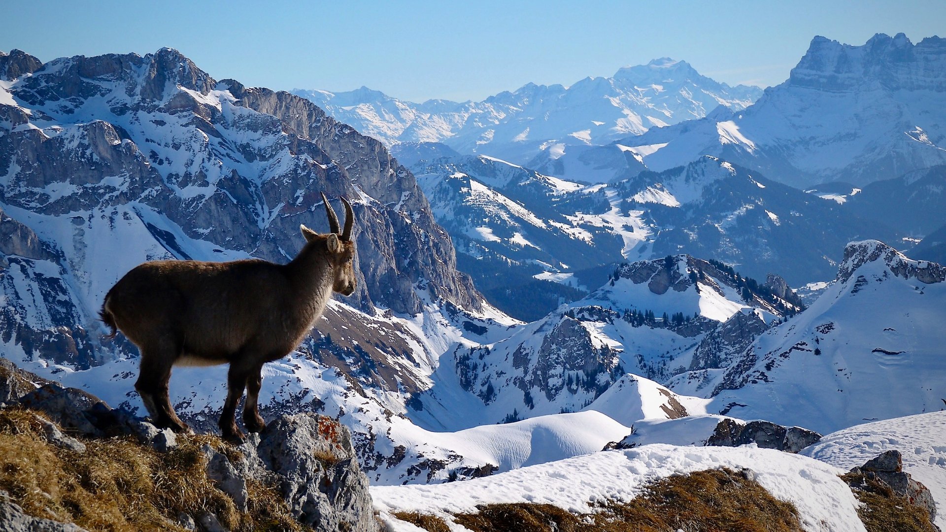 Majestic Mountain Goat - HD Wallpaper