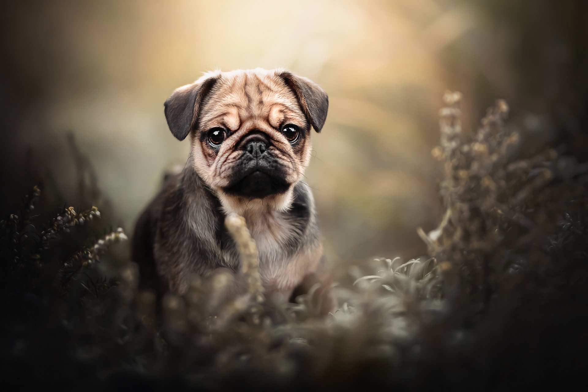 Download Dog Animal Pug HD Wallpaper