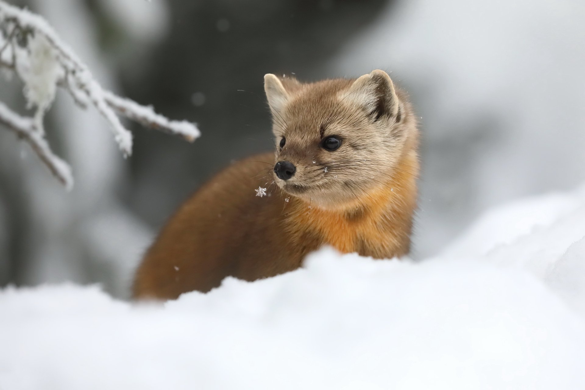 Snow-kissed Marten — 2K Quad HD Winter Wildlife Wallpaper | 3072x2048 ...