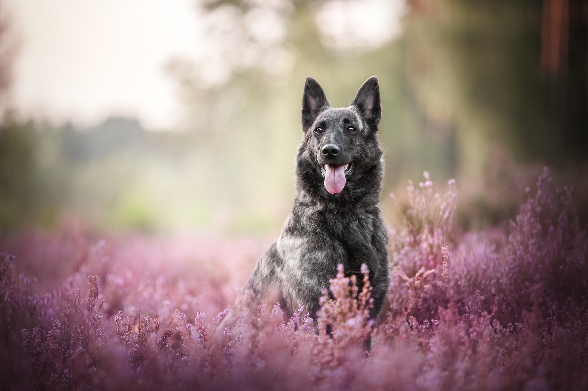 Dogs Wallpaper 2048x1152