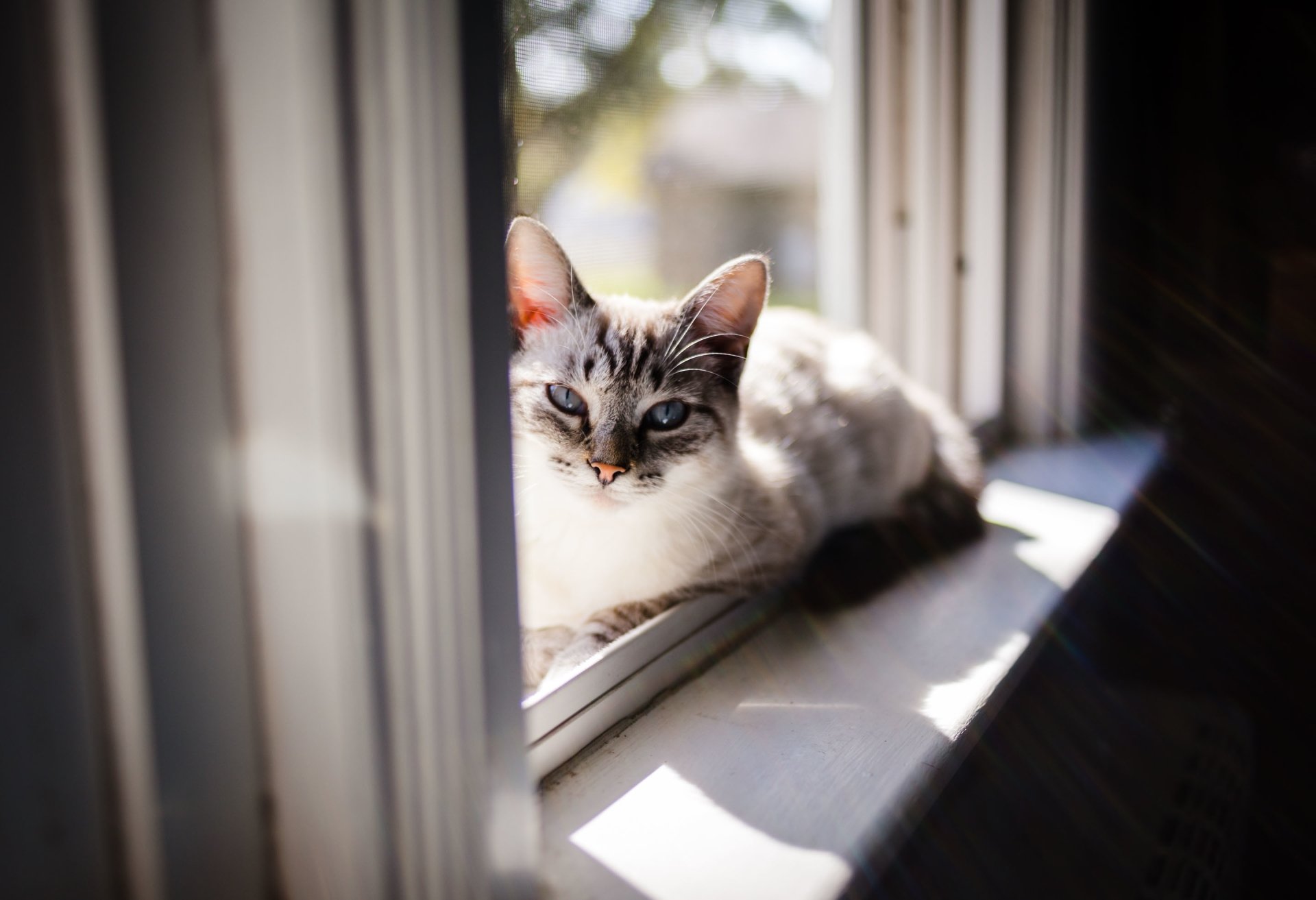 Download Stare Animal Cat HD Wallpaper | 2880x1969 | Wallpaper Abyss