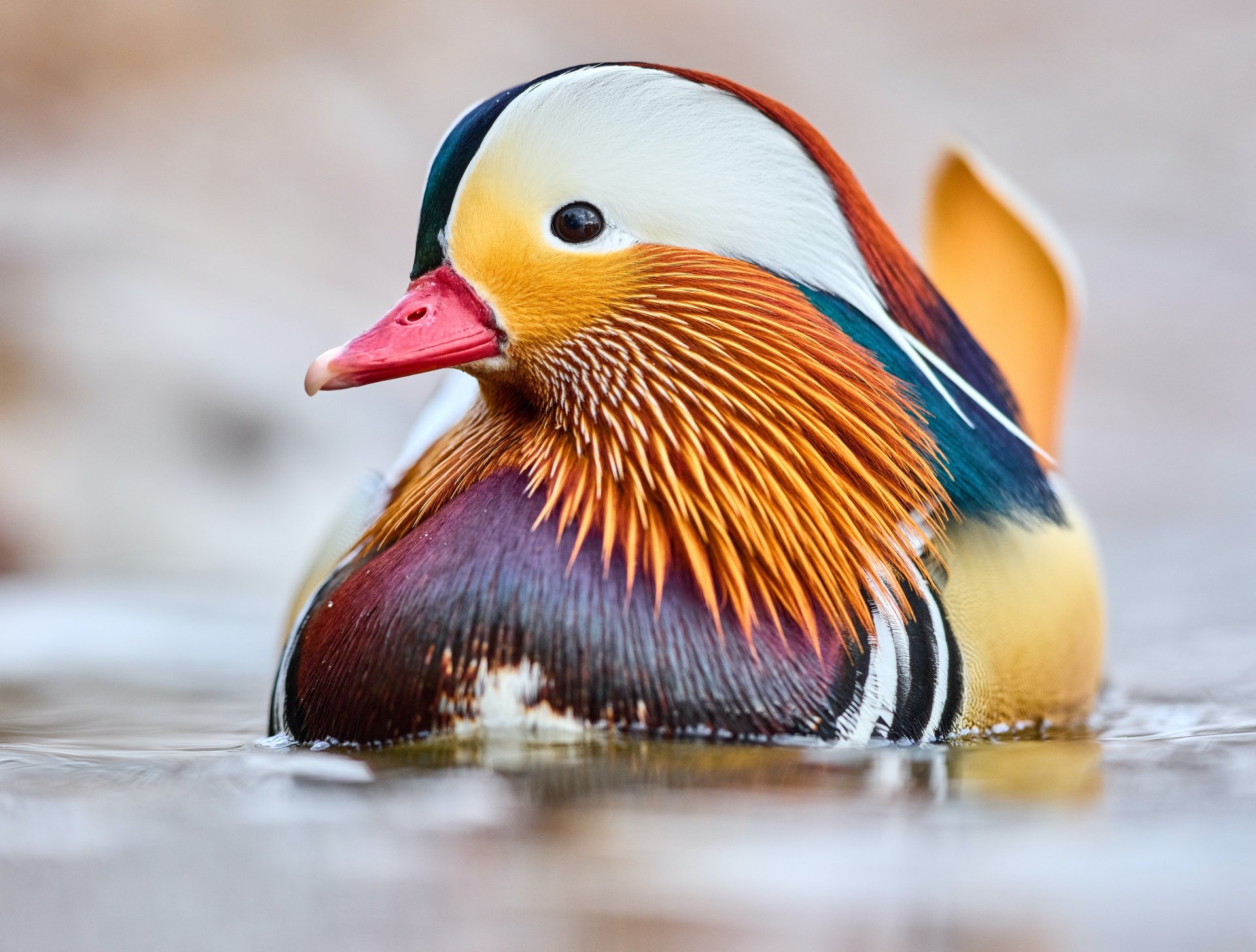 Download Duck Bird Animal Mandarin Duck 4k Ultra HD Wallpaper