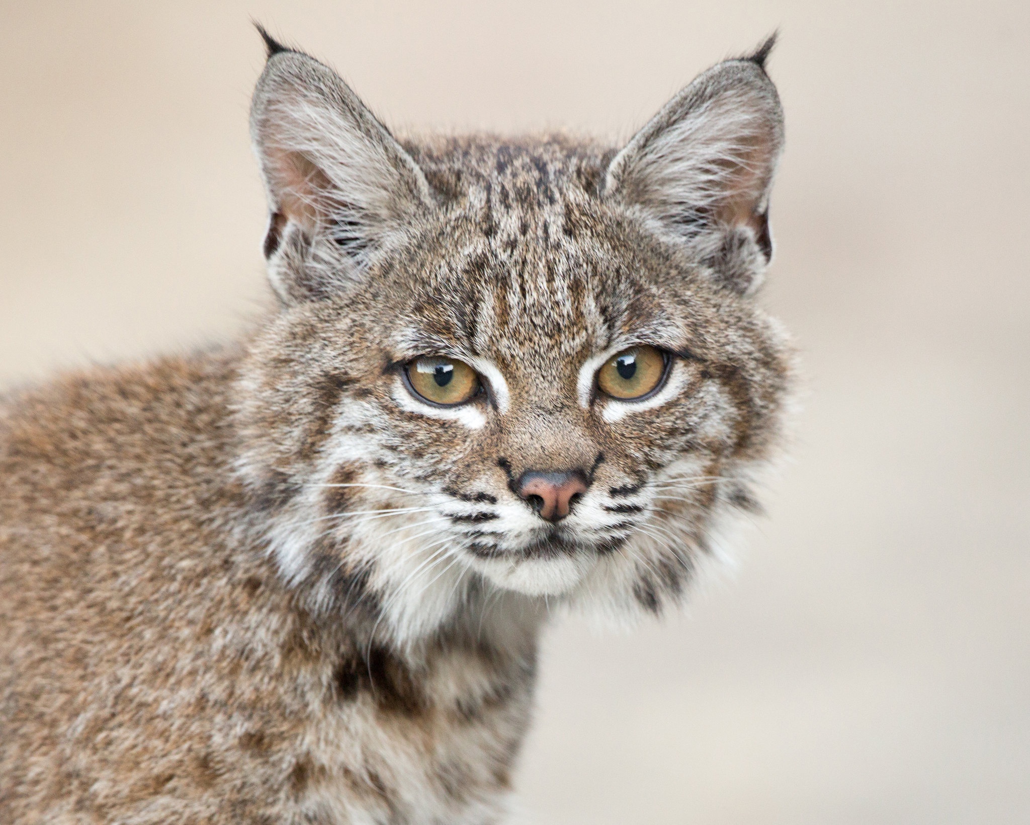 Download Animal Lynx HD Wallpaper