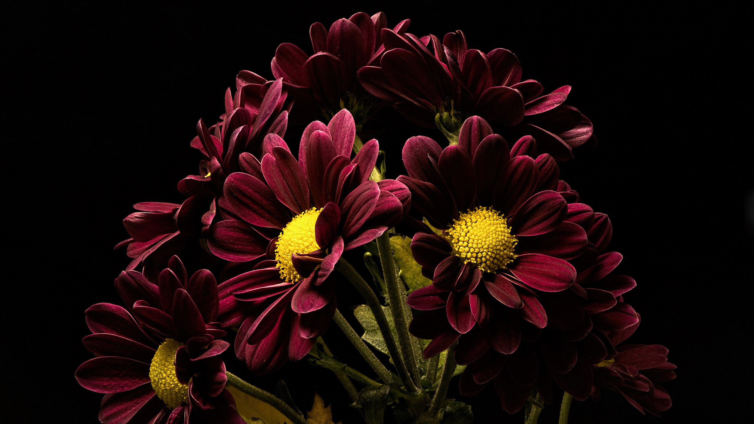 Download Nature Chrysanthemum HD Wallpaper