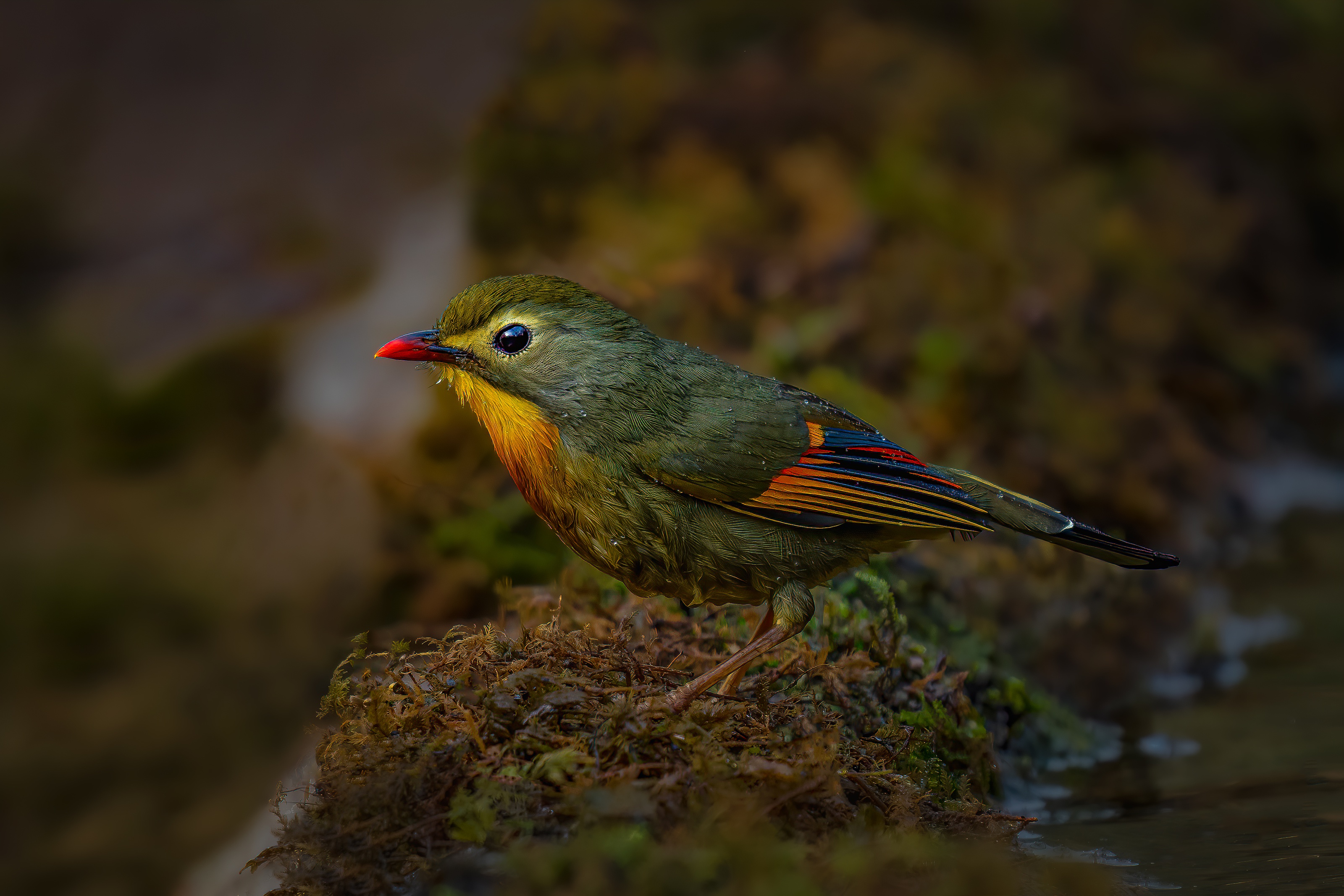 Vibrant Red-Billed Leiothrix: Stunning HD Bird Wallpaper