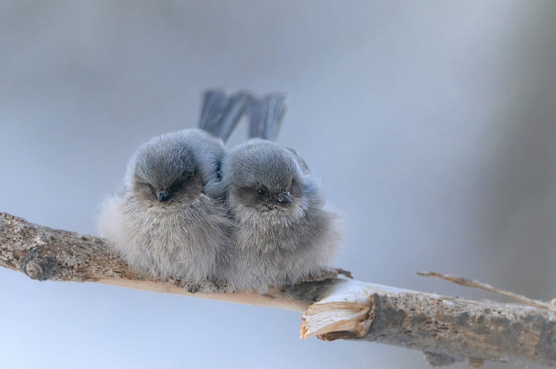Cuddly Bird Duo HD Wallpaper: Nature’s Softest Moments