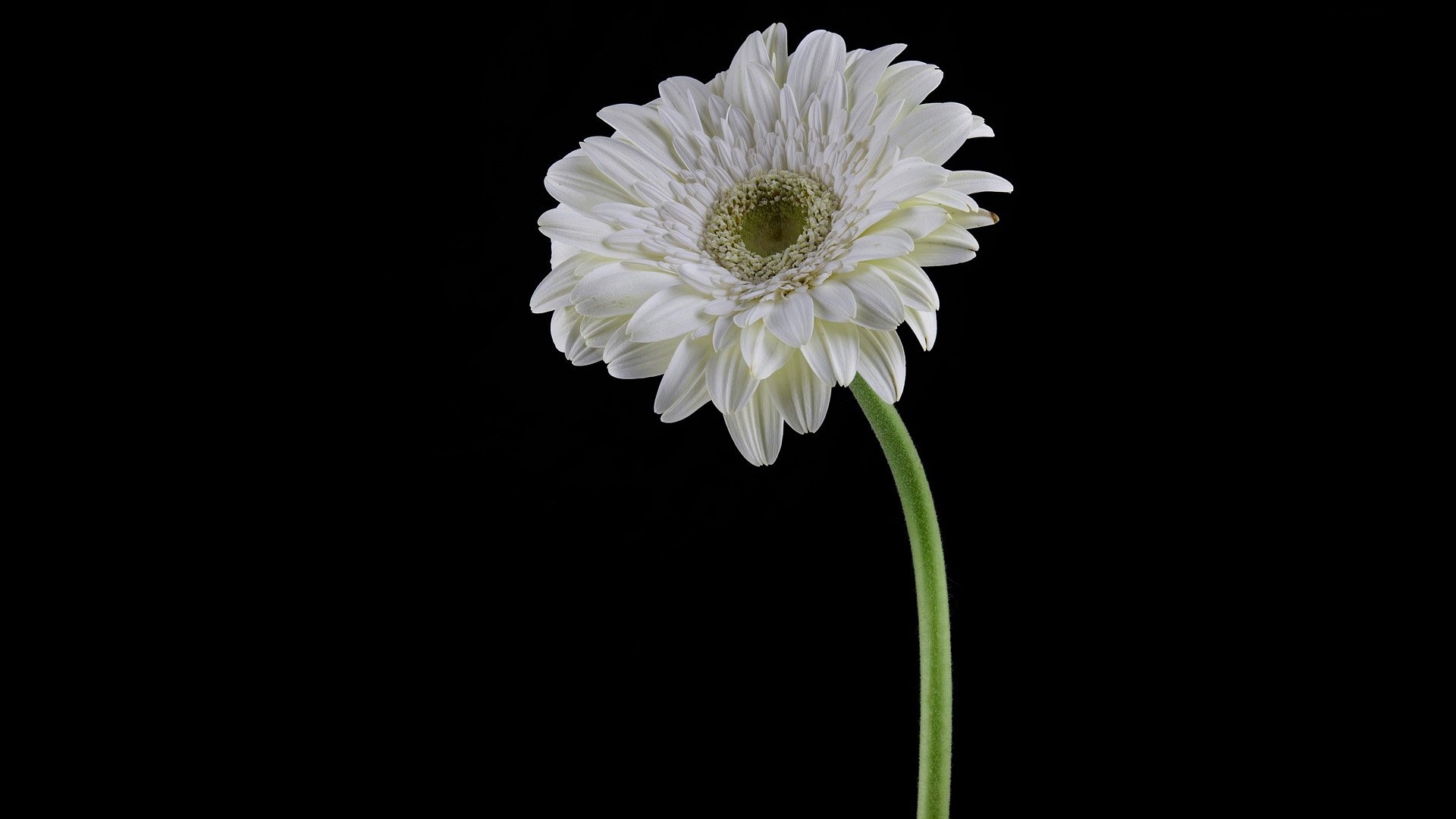 Download Flower Nature Gerbera HD Wallpaper | 1920x1080 | Wallpaper Abyss