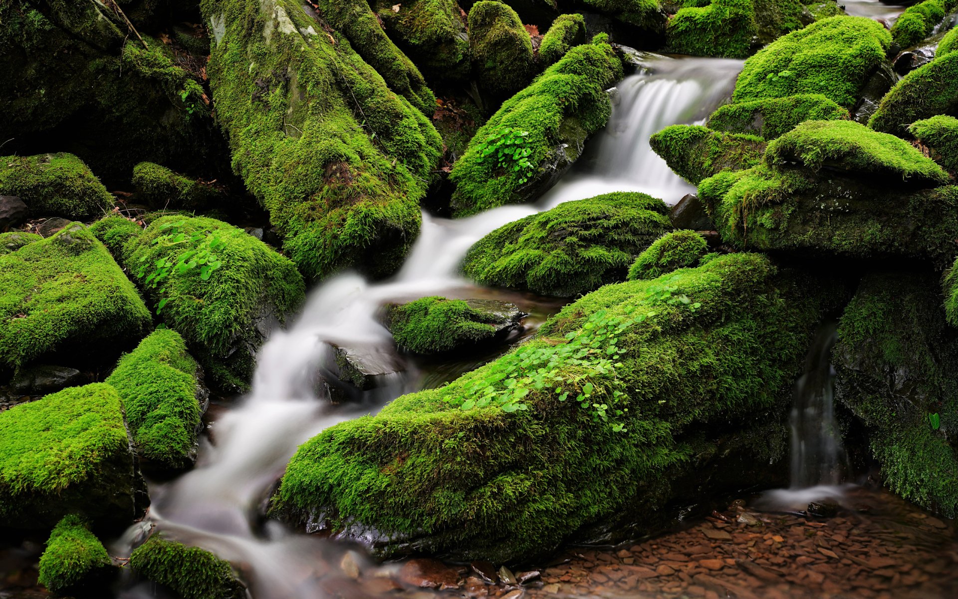 Download Moss Nature Waterfall HD Wallpaper by Jaesung An