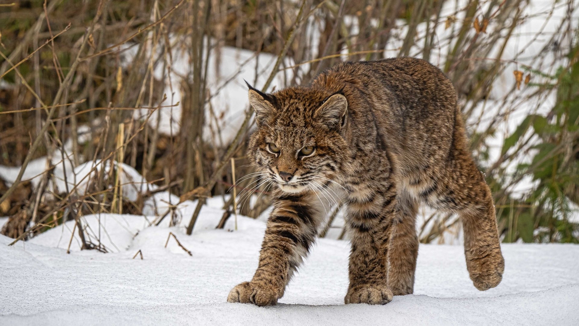 Silent Prowler: Lynx in Snow — 4K Ultra HD Wallpaper