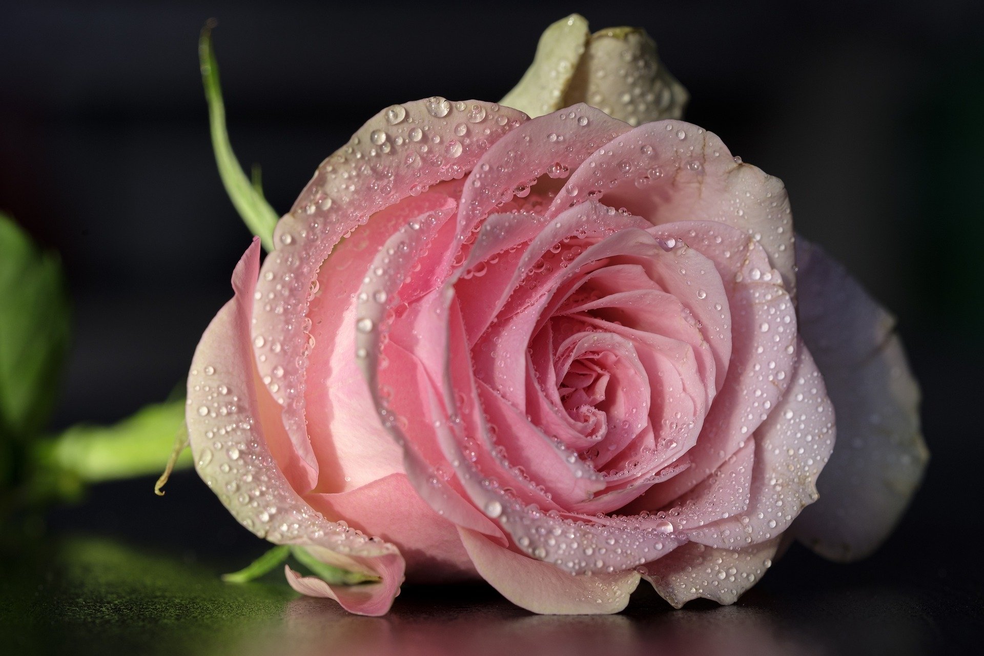 Download Nature Rose HD Wallpaper | 1920x1280 | Wallpaper Abyss