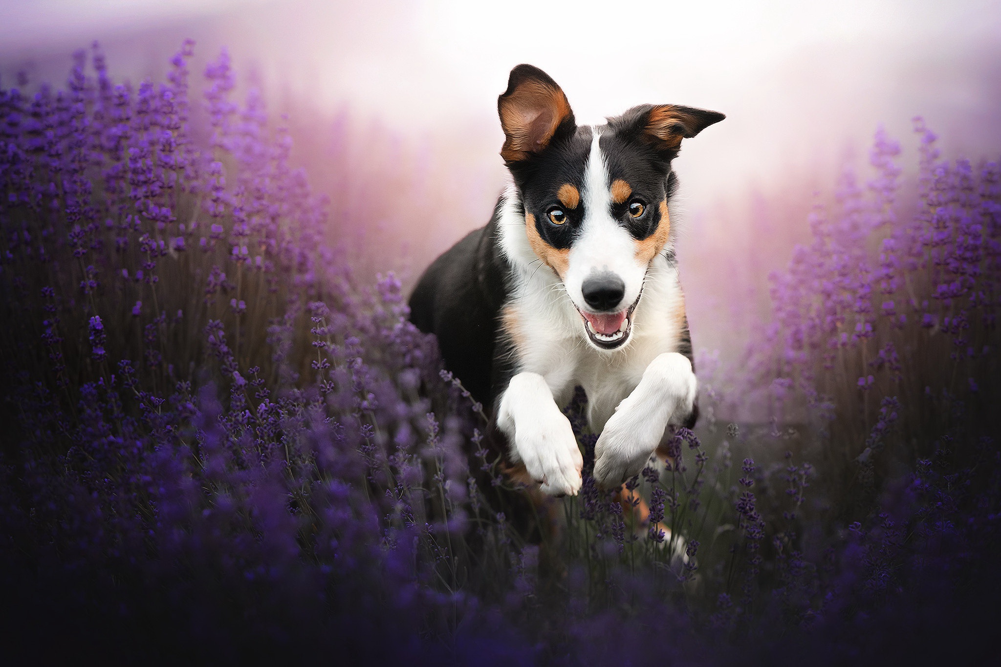 Dog HD Wallpaper
