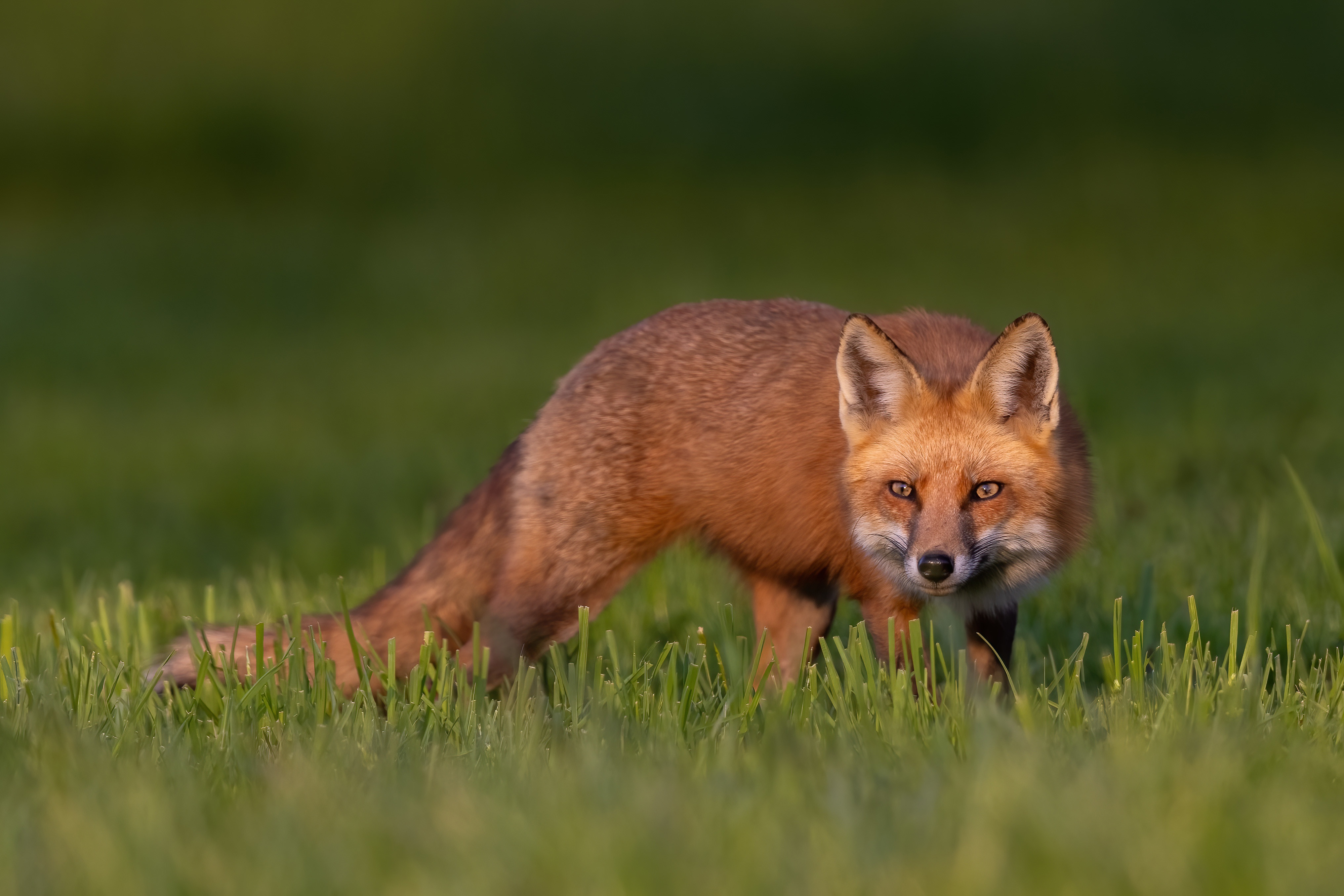 Download Animal Fox 4k Ultra HD Wallpaper