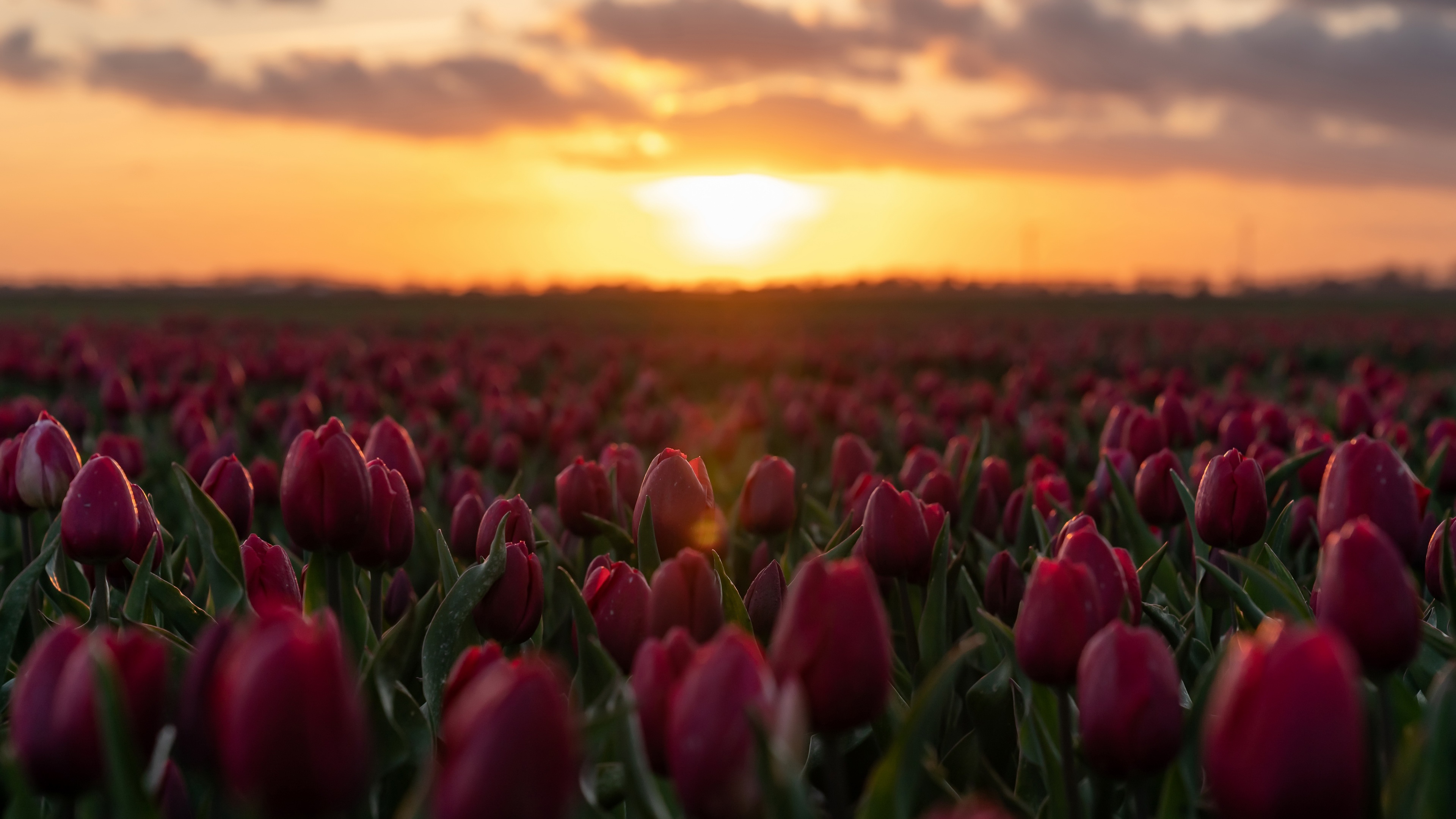 Download Pink Flower Nature Flower Sunset Tulip 4k Ultra HD Wallpaper