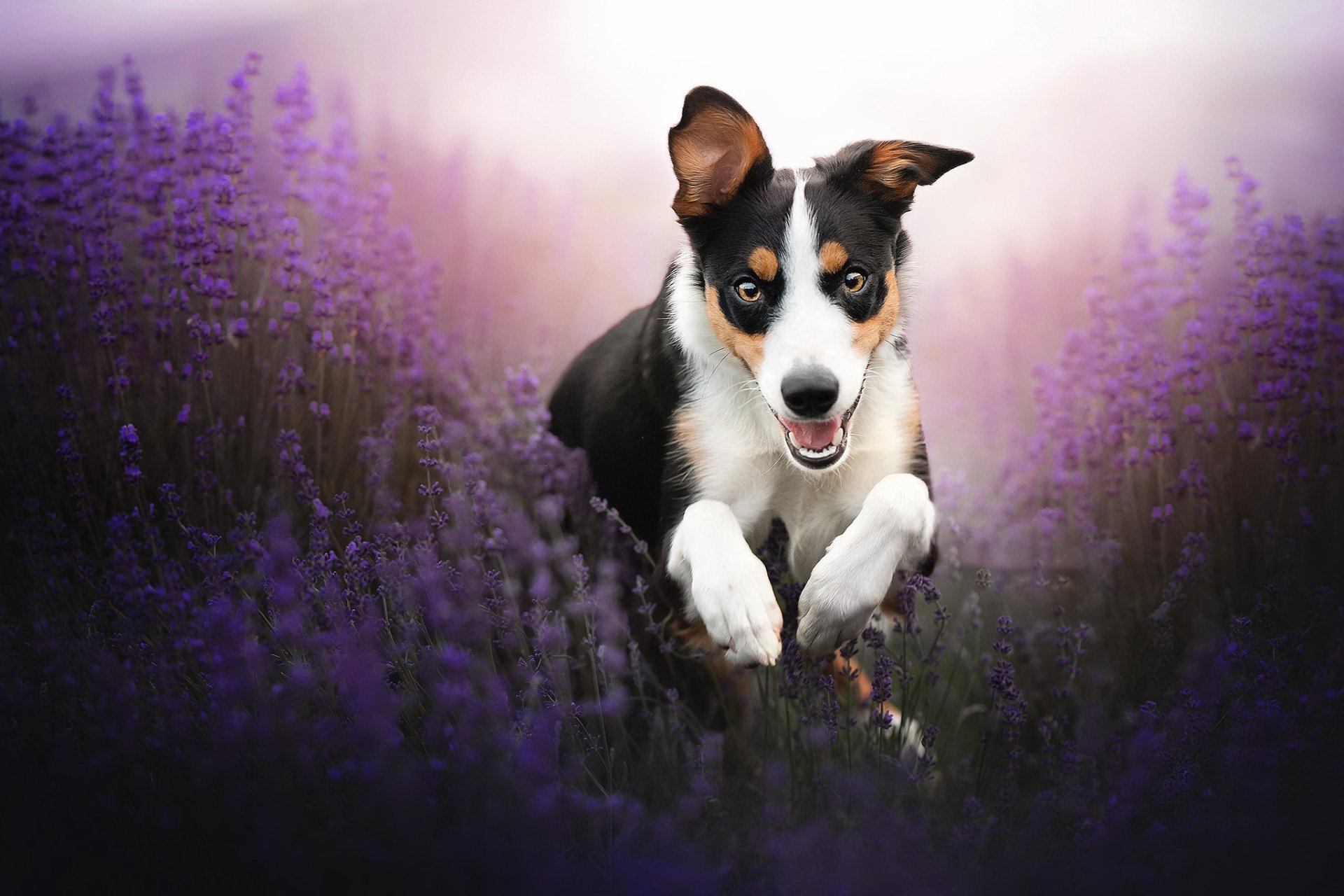 Download Lavender Purple Flower Animal Dog HD Wallpaper