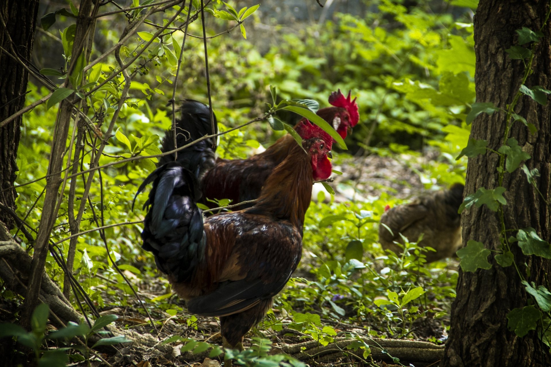 Download Rooster Animal Chicken 4k Ultra HD Wallpaper