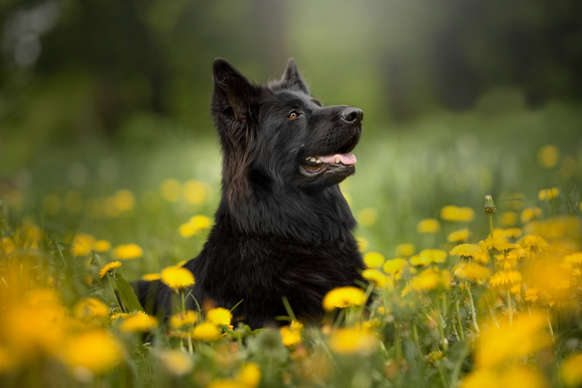 Download Dandelion Dog Animal German Shepherd HD Wallpaper