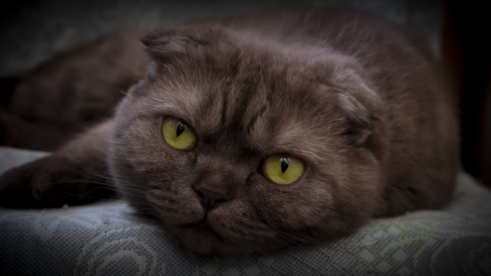 El Gato Hd 4k Wallpapers Fondos De Pantalla Hd 4k Gatos