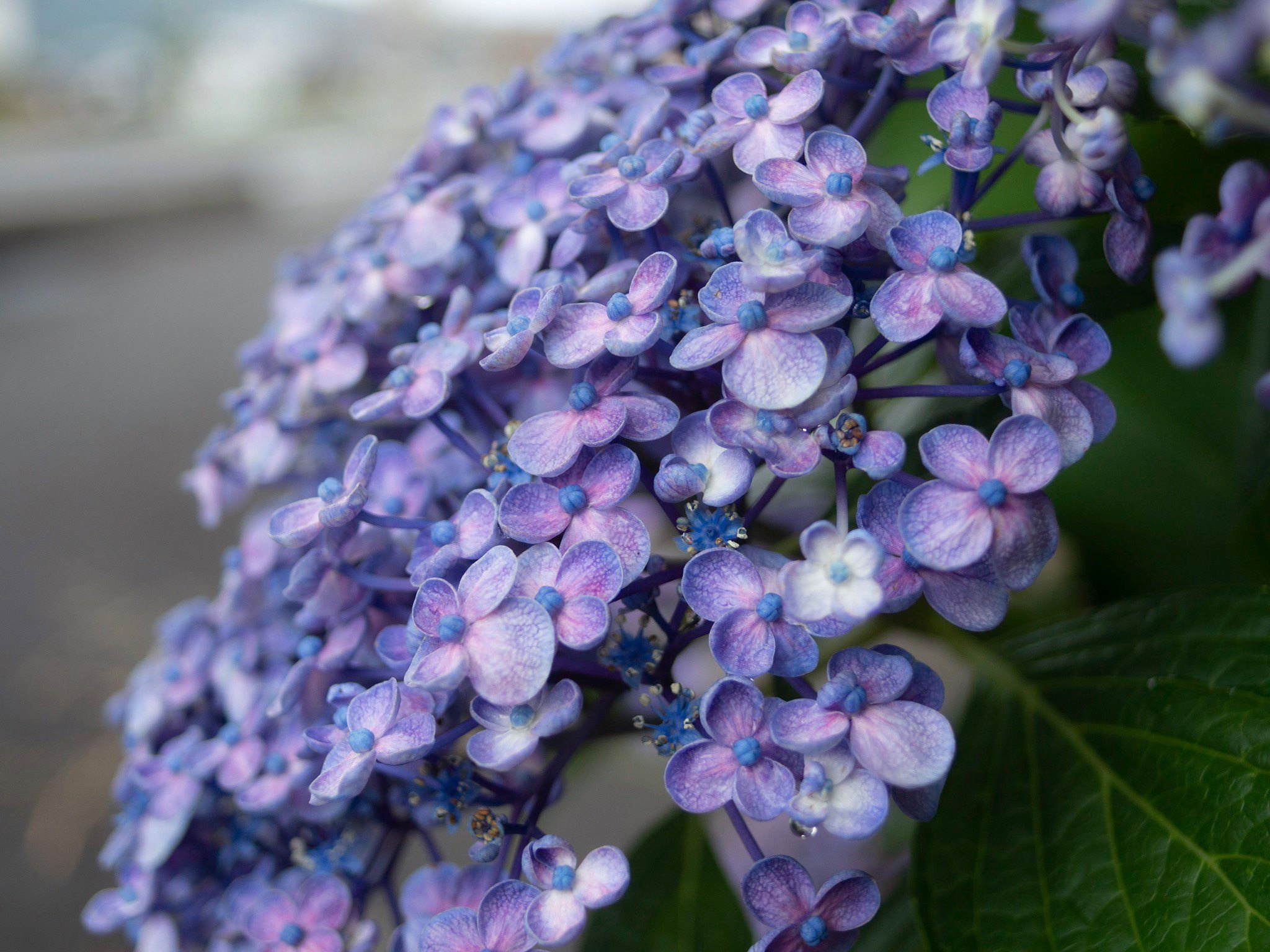 Download Nature Hydrangea HD Wallpaper