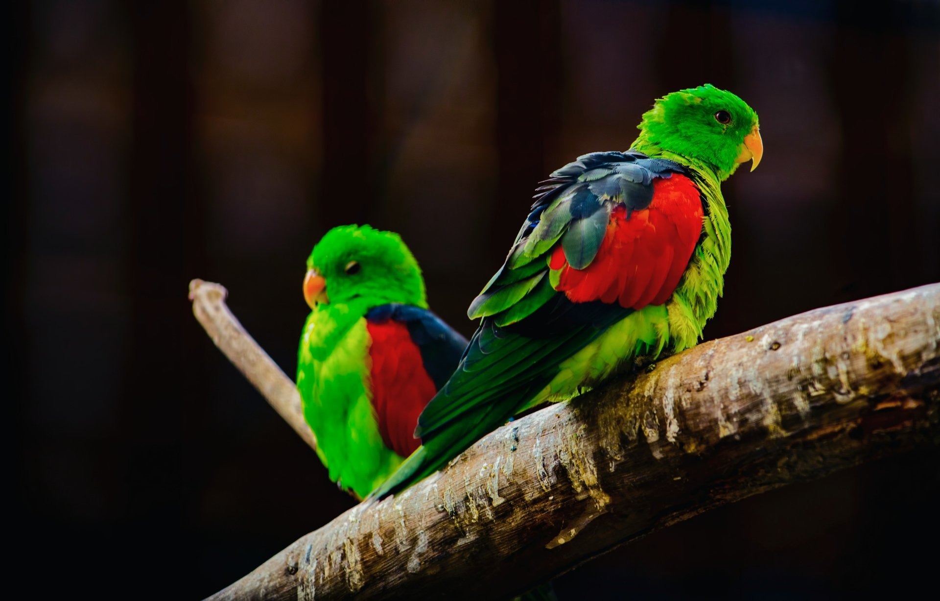 Download Bird Animal Parrot 4k Ultra HD Wallpaper by Hassan Pasha