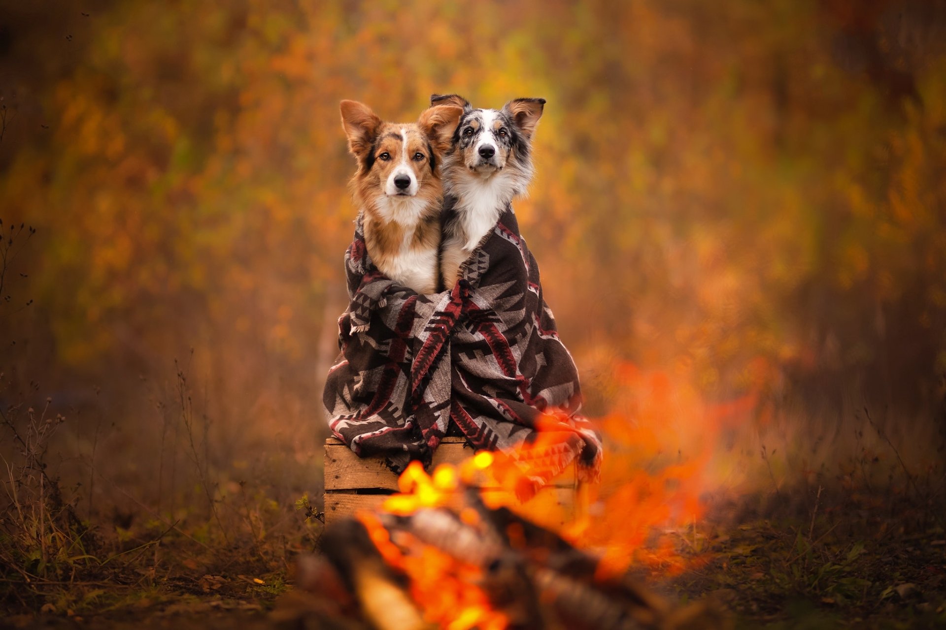 Download Bonfire Friend Animal Dog HD Wallpaper