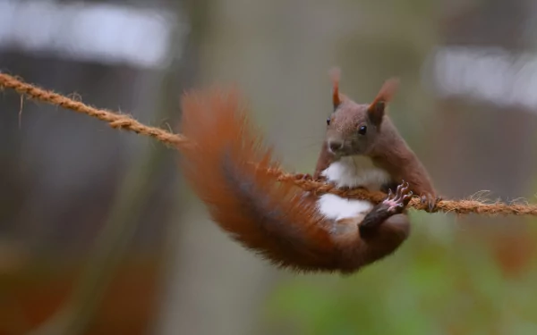 Cute Red Squirrel HD Wallpaper