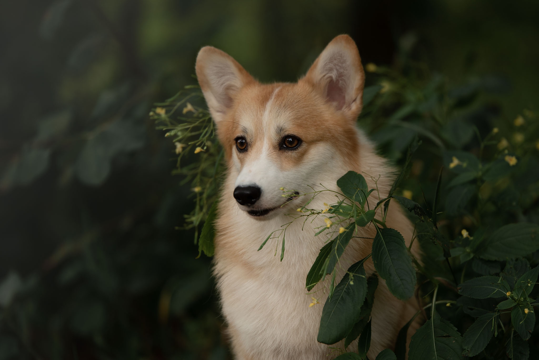 Download Animal Corgi HD Wallpaper