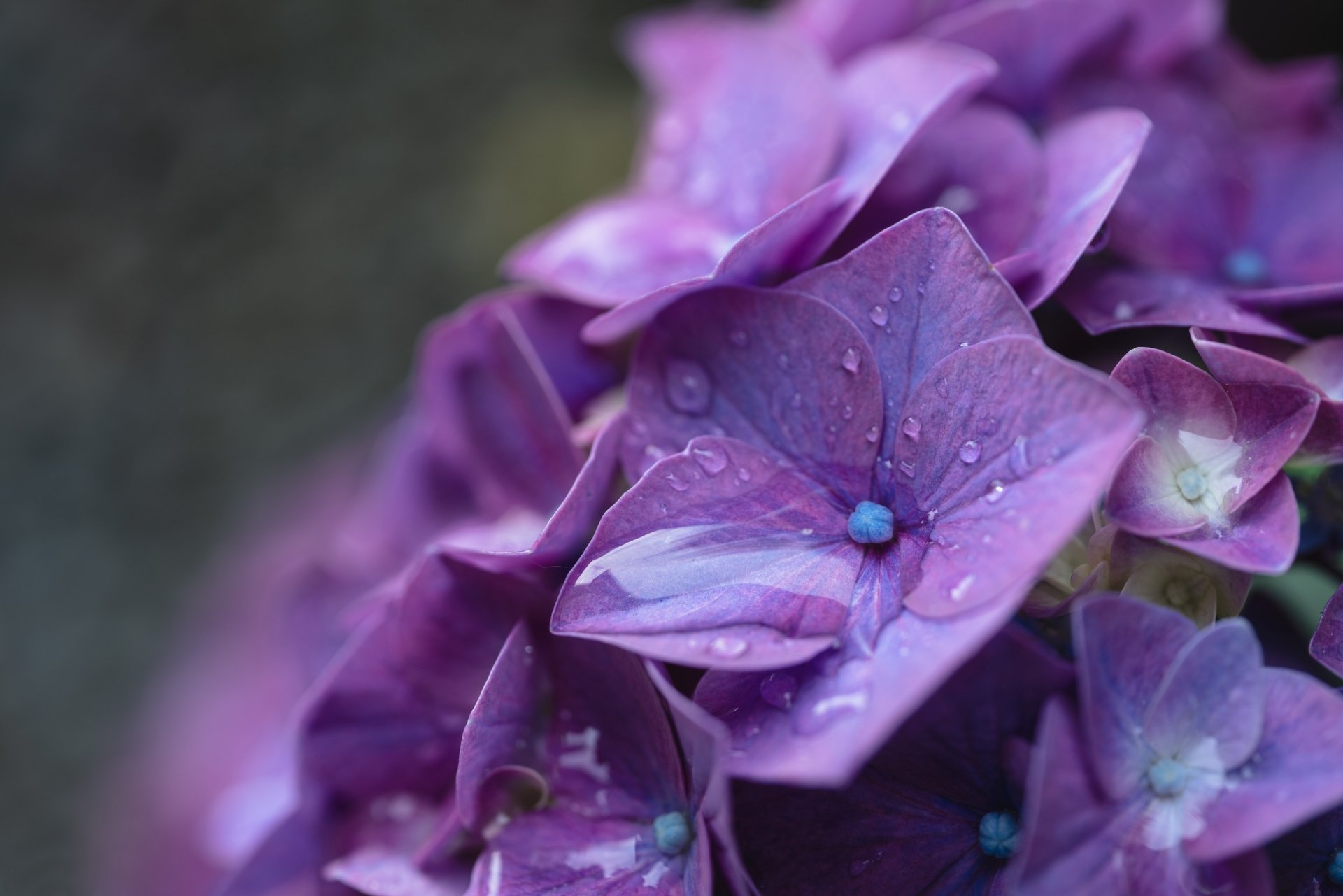 Download Purple Flower Nature Hydrangea 4k Ultra HD Wallpaper
