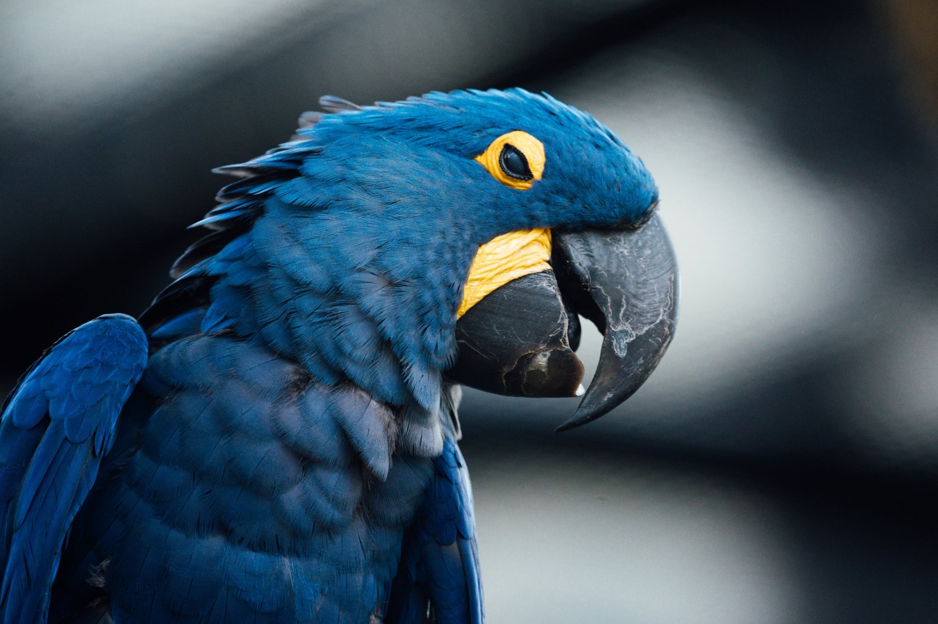 Download Bird Animal Hyacinth Macaw 4k Ultra HD Wallpaper by chuttersnap