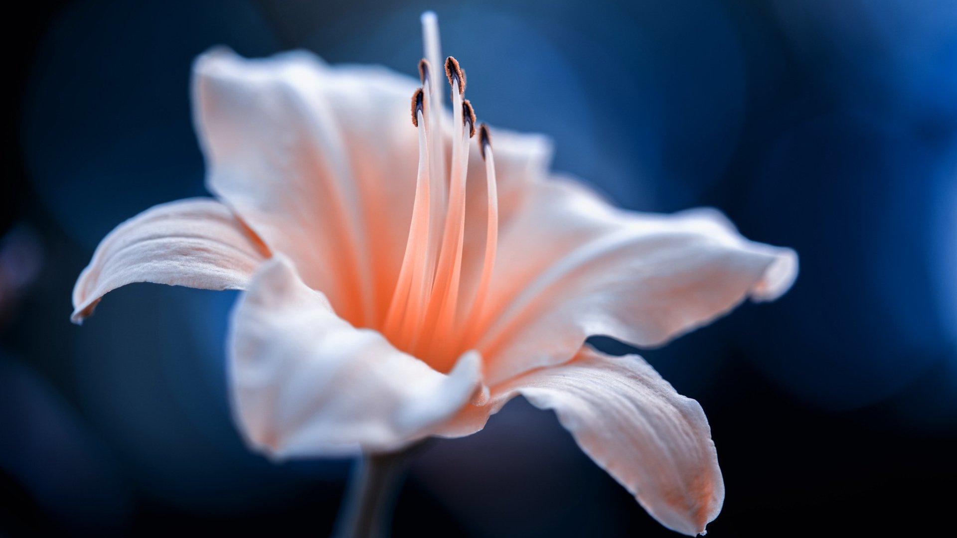 Download Flower Macro Nature Lily HD Wallpaper