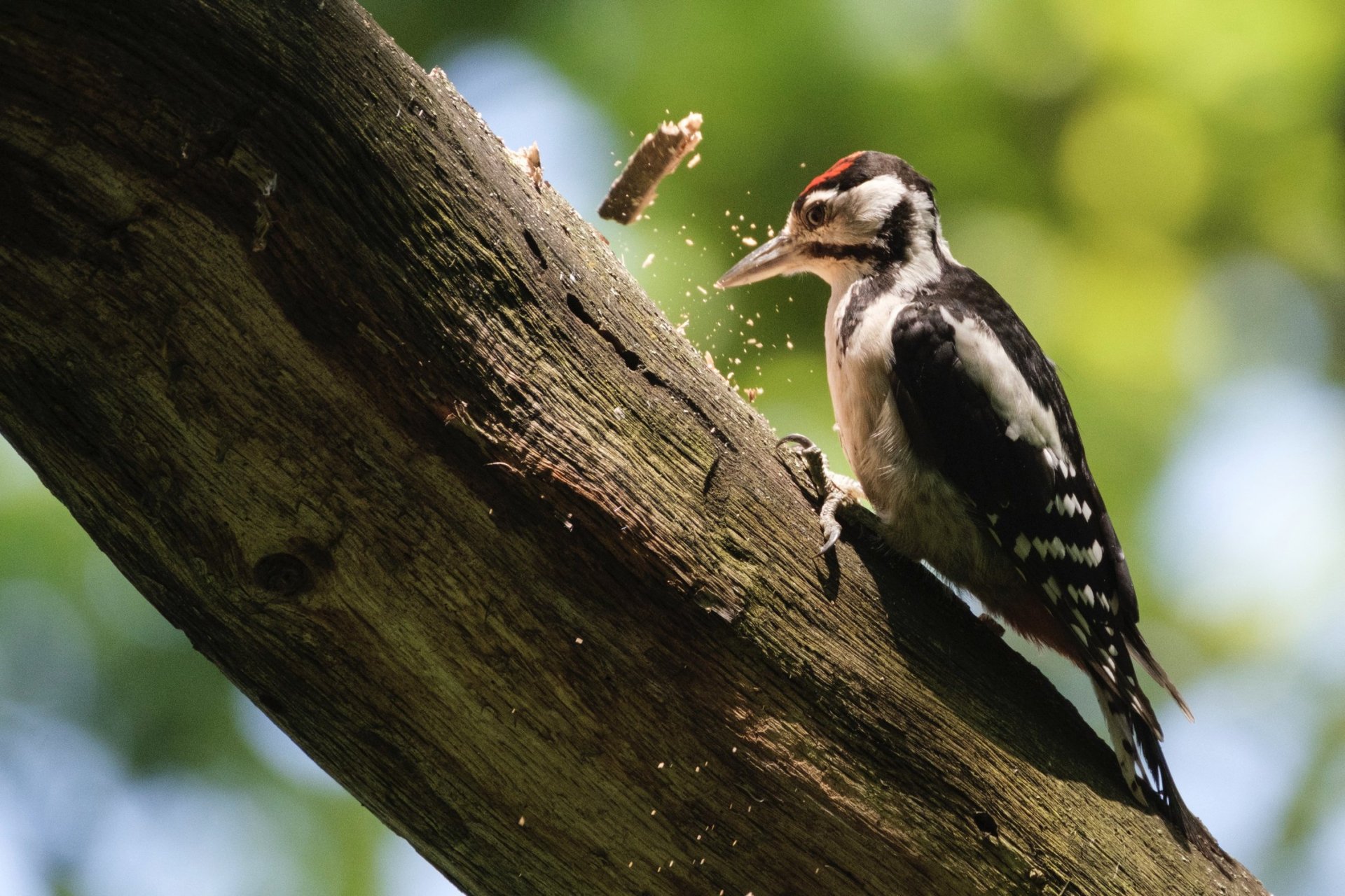 Download Bird Animal Woodpecker HD Wallpaper