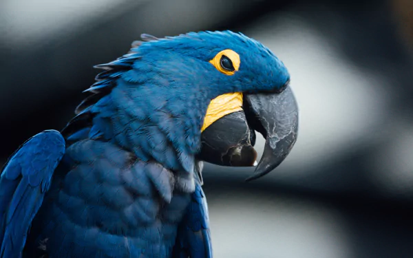 Hyacinth Macaw 4k Wallpapers