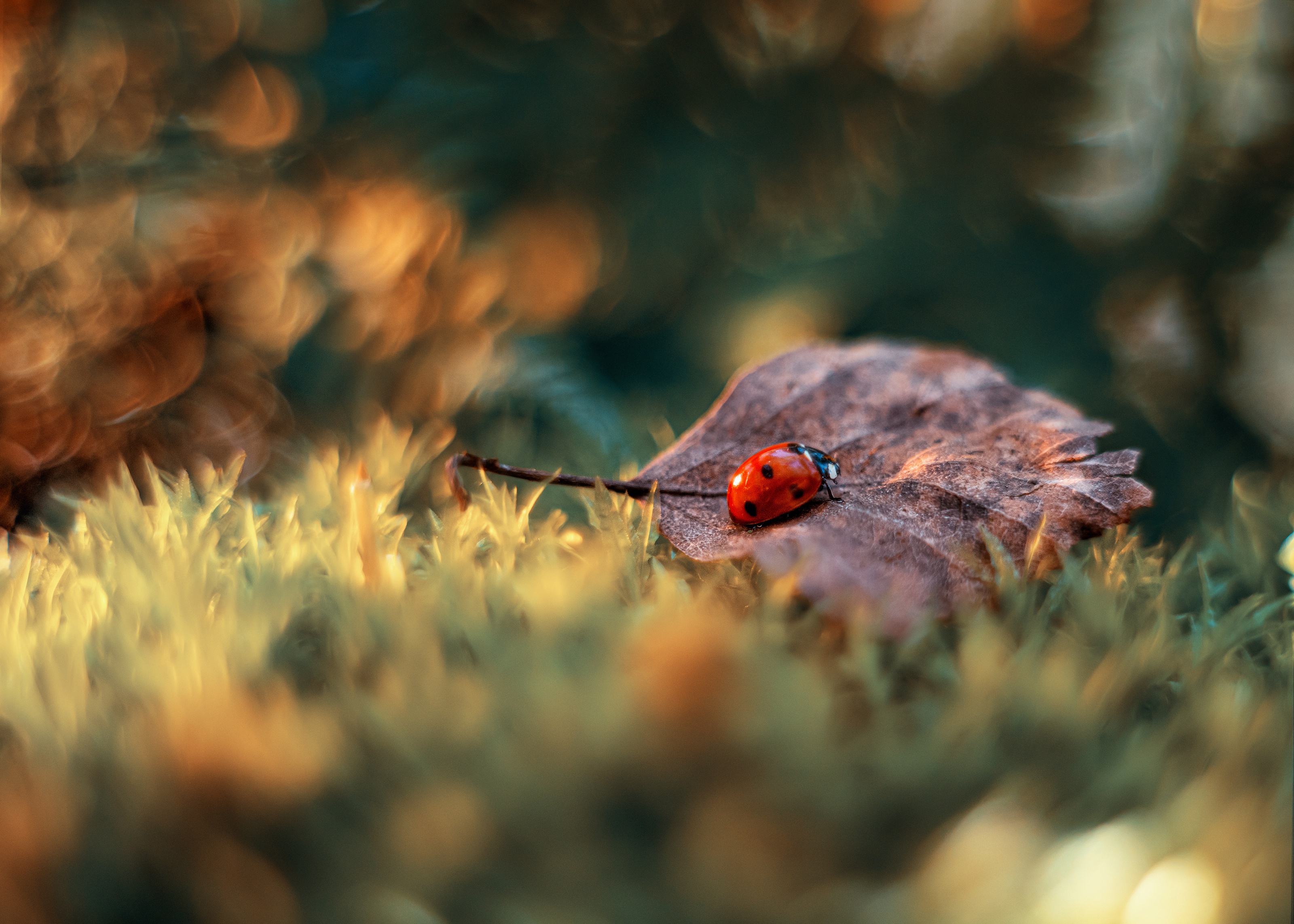 Download Insect Macro Animal Ladybug HD Wallpaper