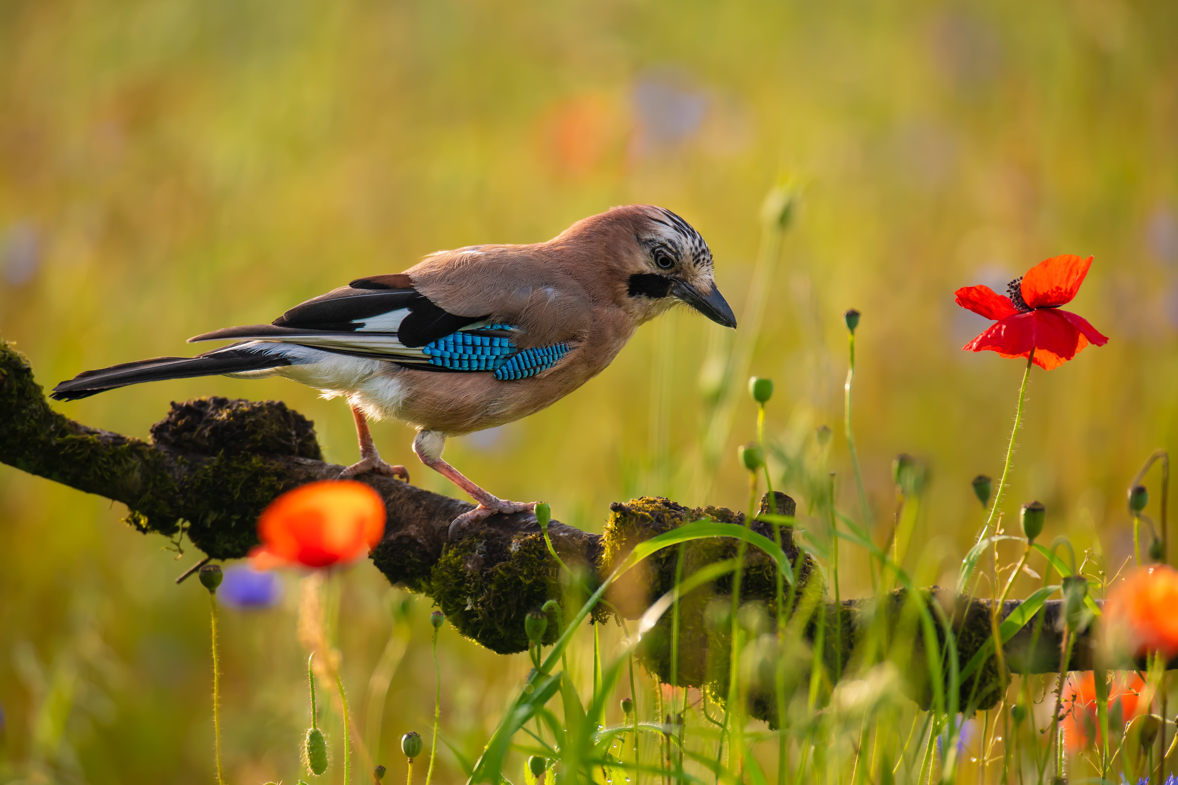 Download Bird Jay Animal Eurasian Jay HD Wallpaper