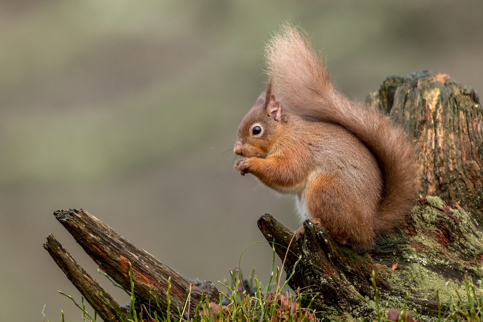 Download Rodent Animal Squirrel HD Wallpaper