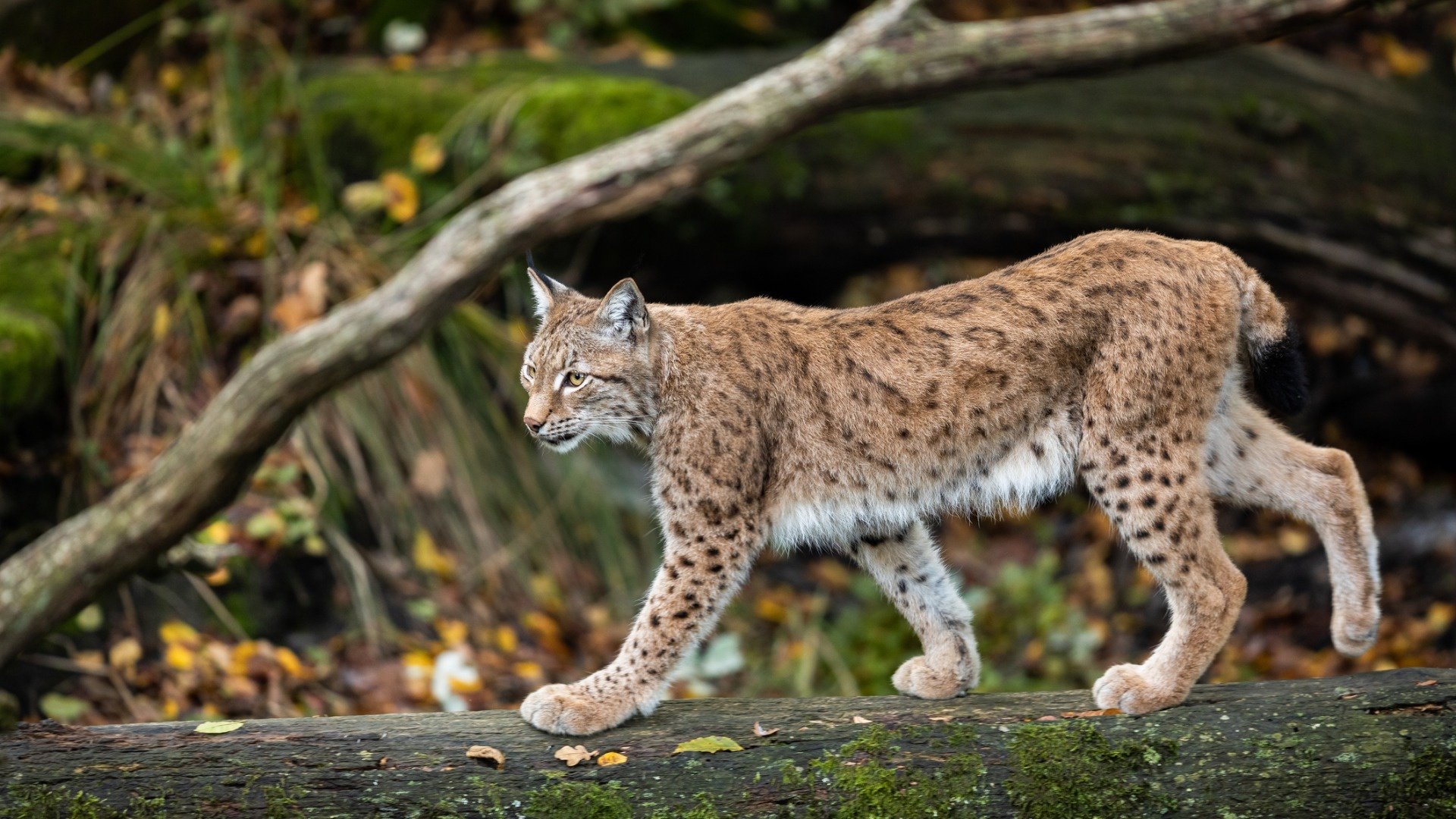 Lynx 1920x1080 Wallpaper