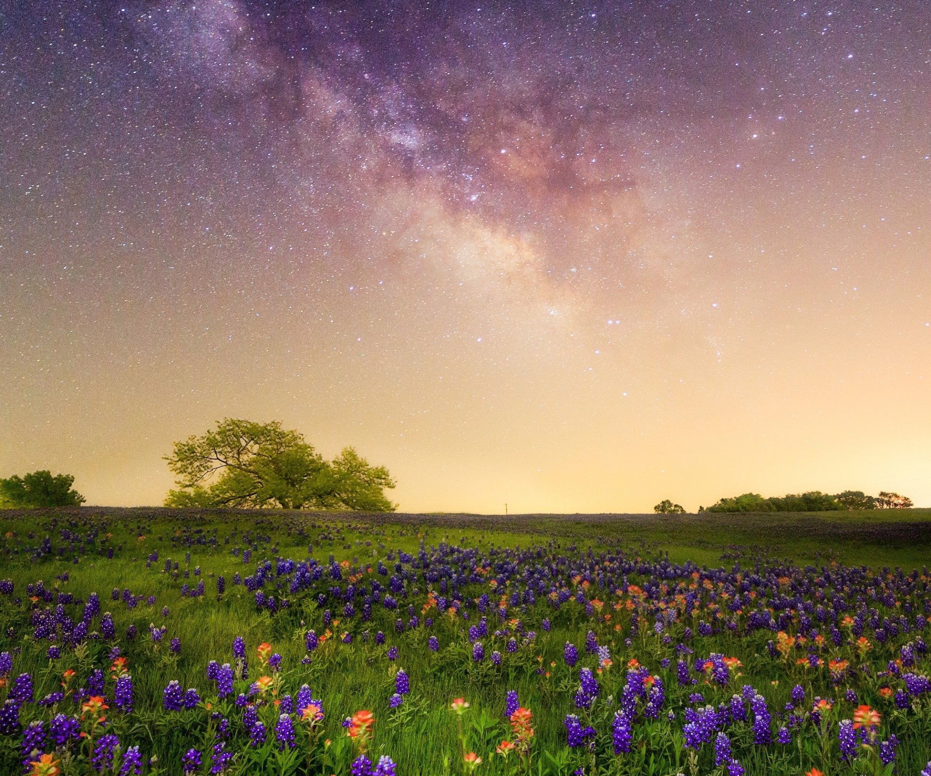Download Flower Nature Meadow HD Wallpaper