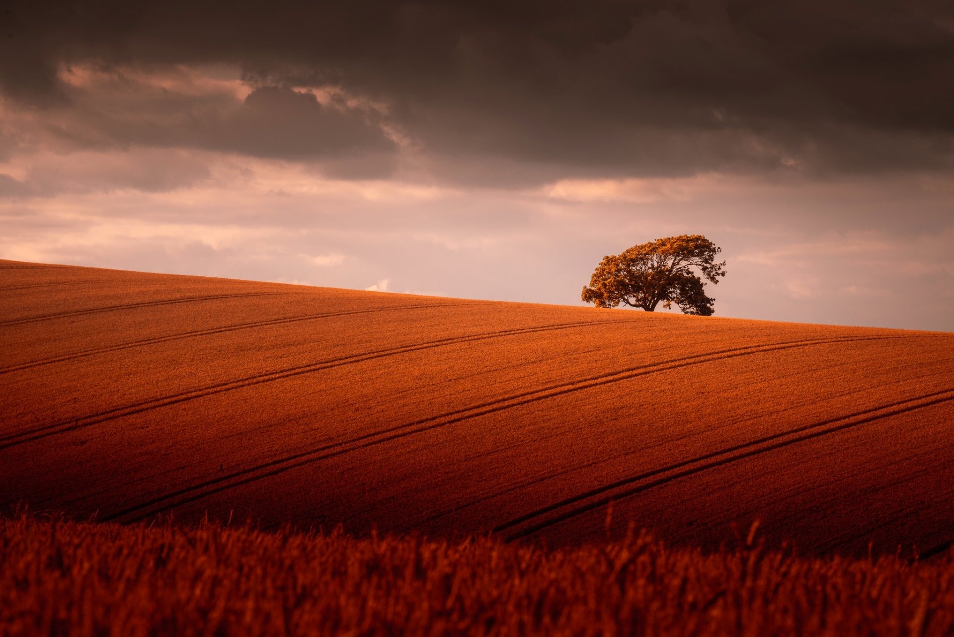 Download Nature Field HD Wallpaper