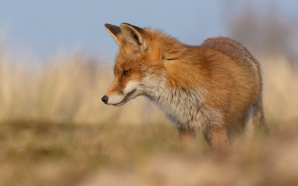 Fox HD Wallpaper | Background Image | 1920x1080