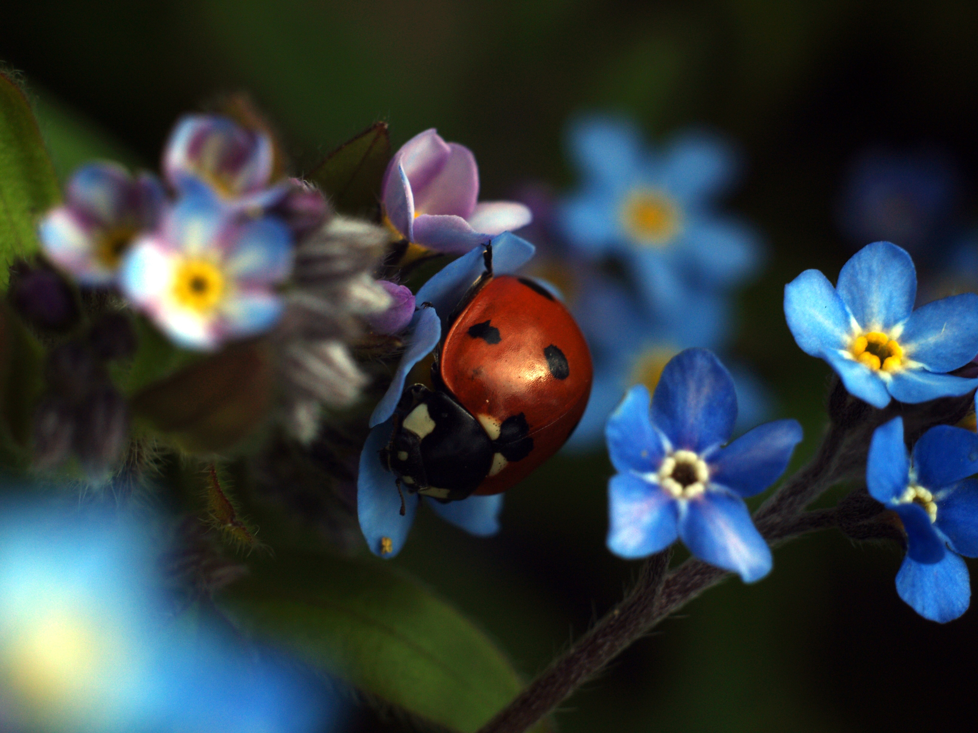 Animal Ladybug HD Wallpaper