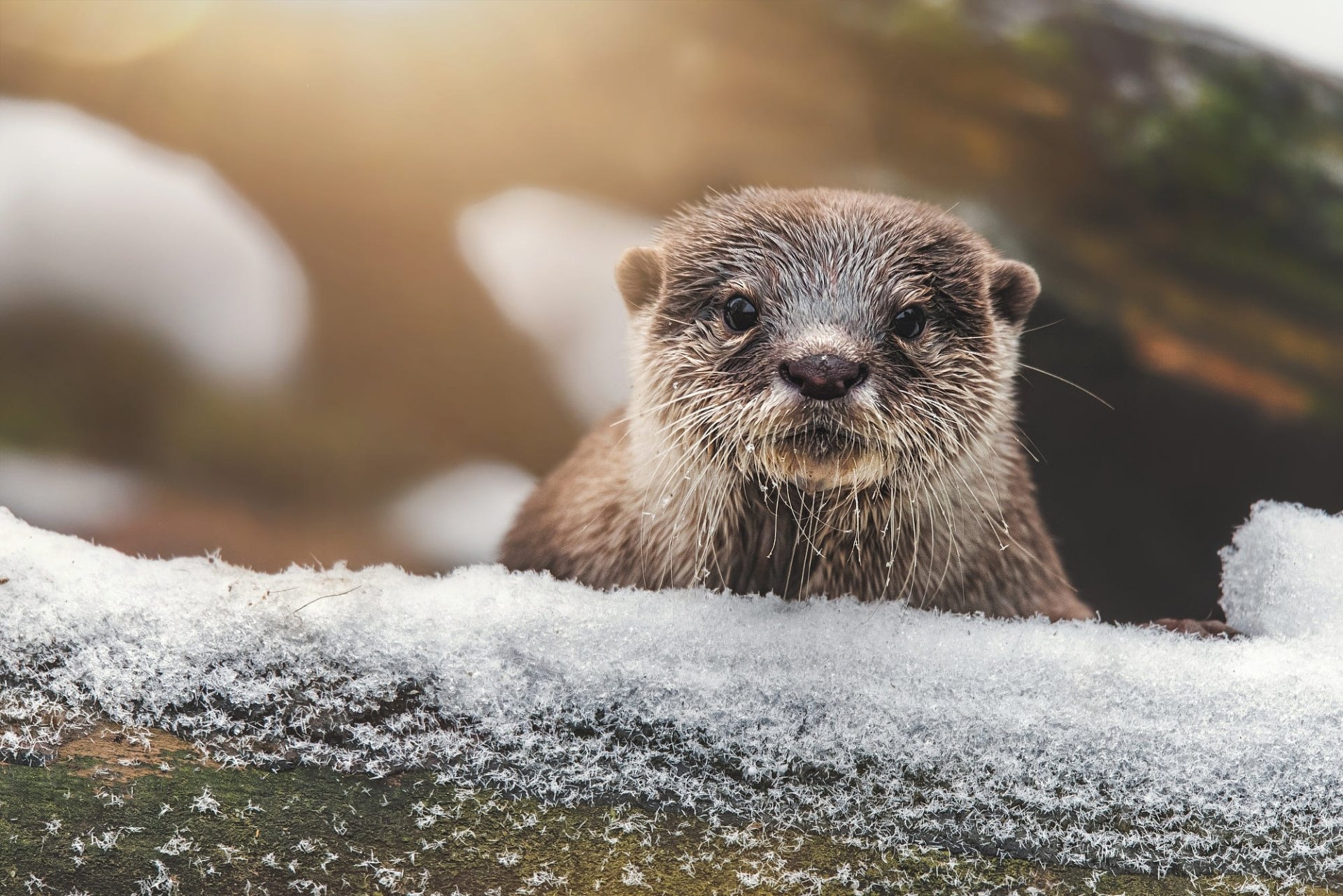 Download Animal Otter HD Wallpaper | 2000x1335 | Wallpaper Abyss