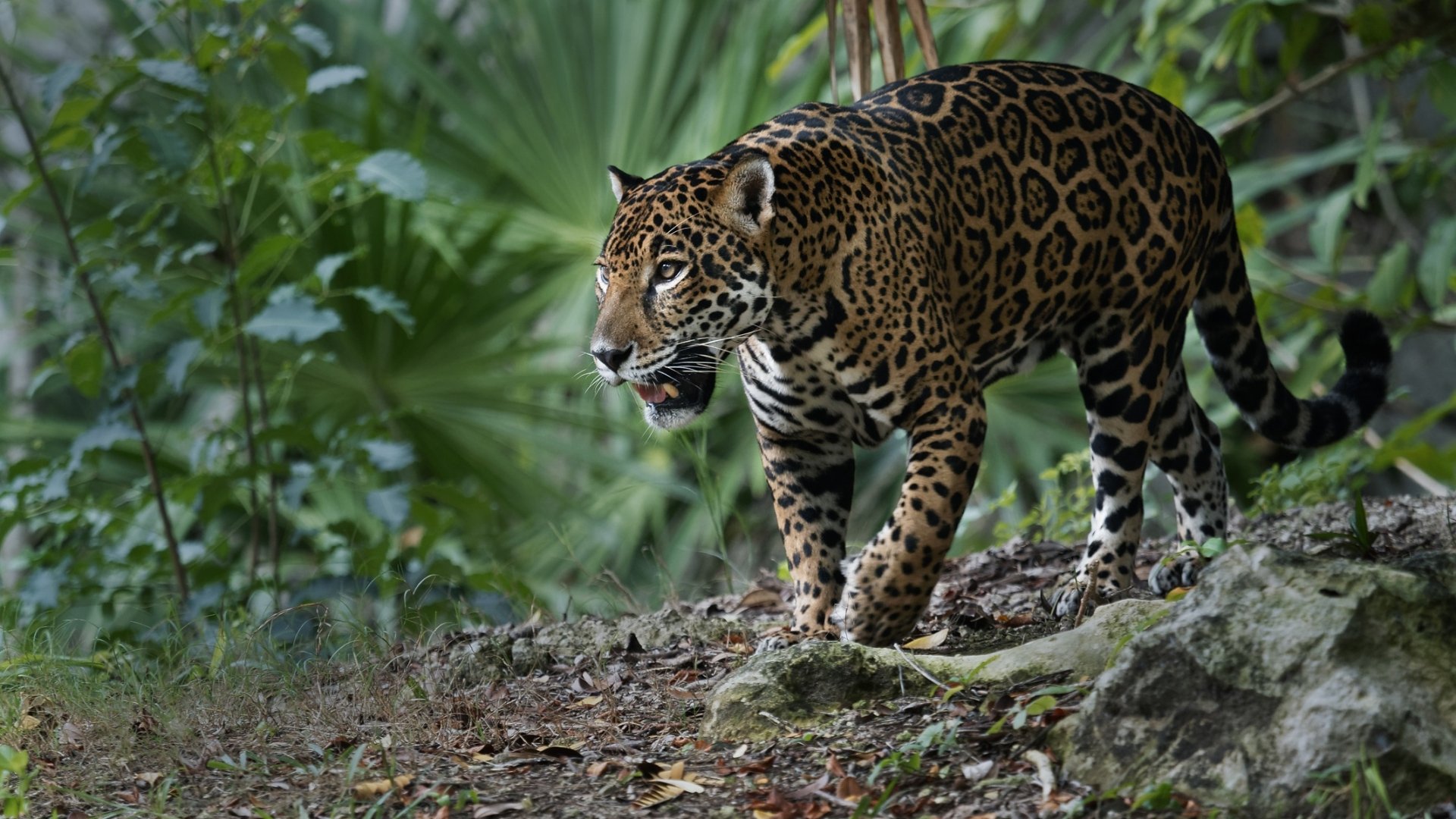 Jungle Majesty — HD Jaguar Wallpaper | 2133x1200 | Wallpaper Abyss
