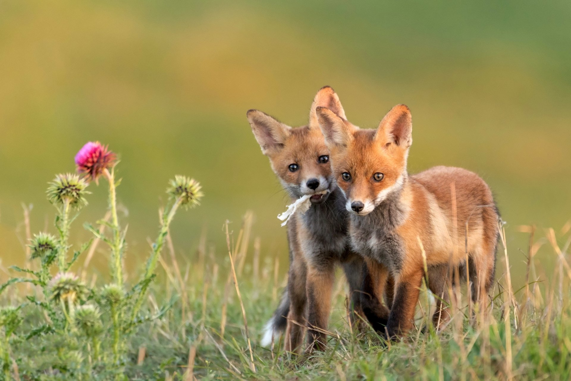 Download Baby Animal Animal Fox HD Wallpaper
