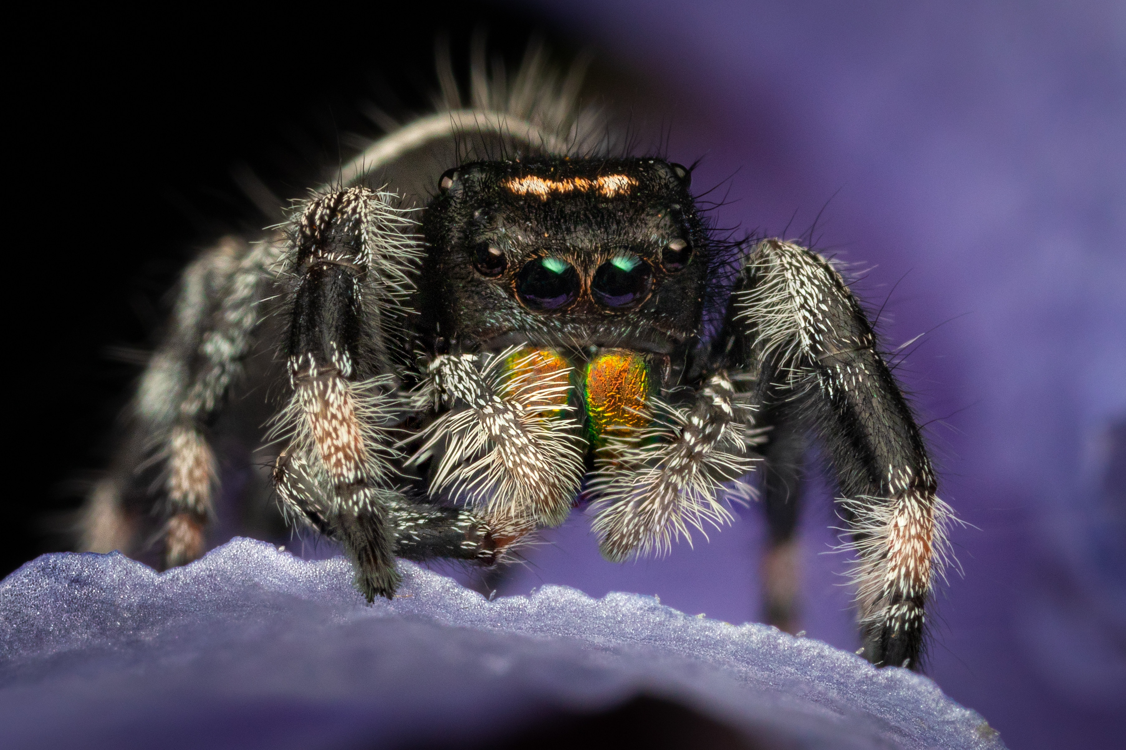 Hd Wallpapers 1920x1080 Macro Spider Jumping Spider Wallpapers