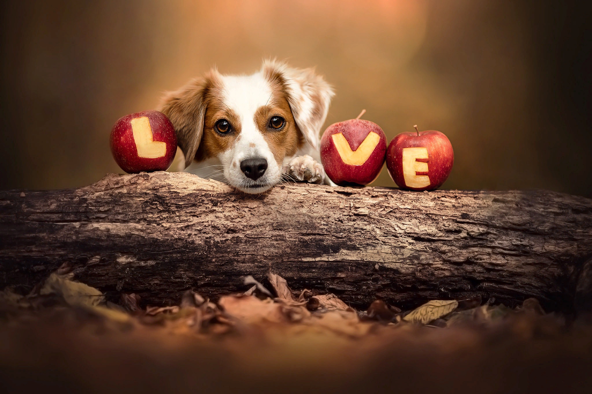 Download Apple Animal Dog HD Wallpaper