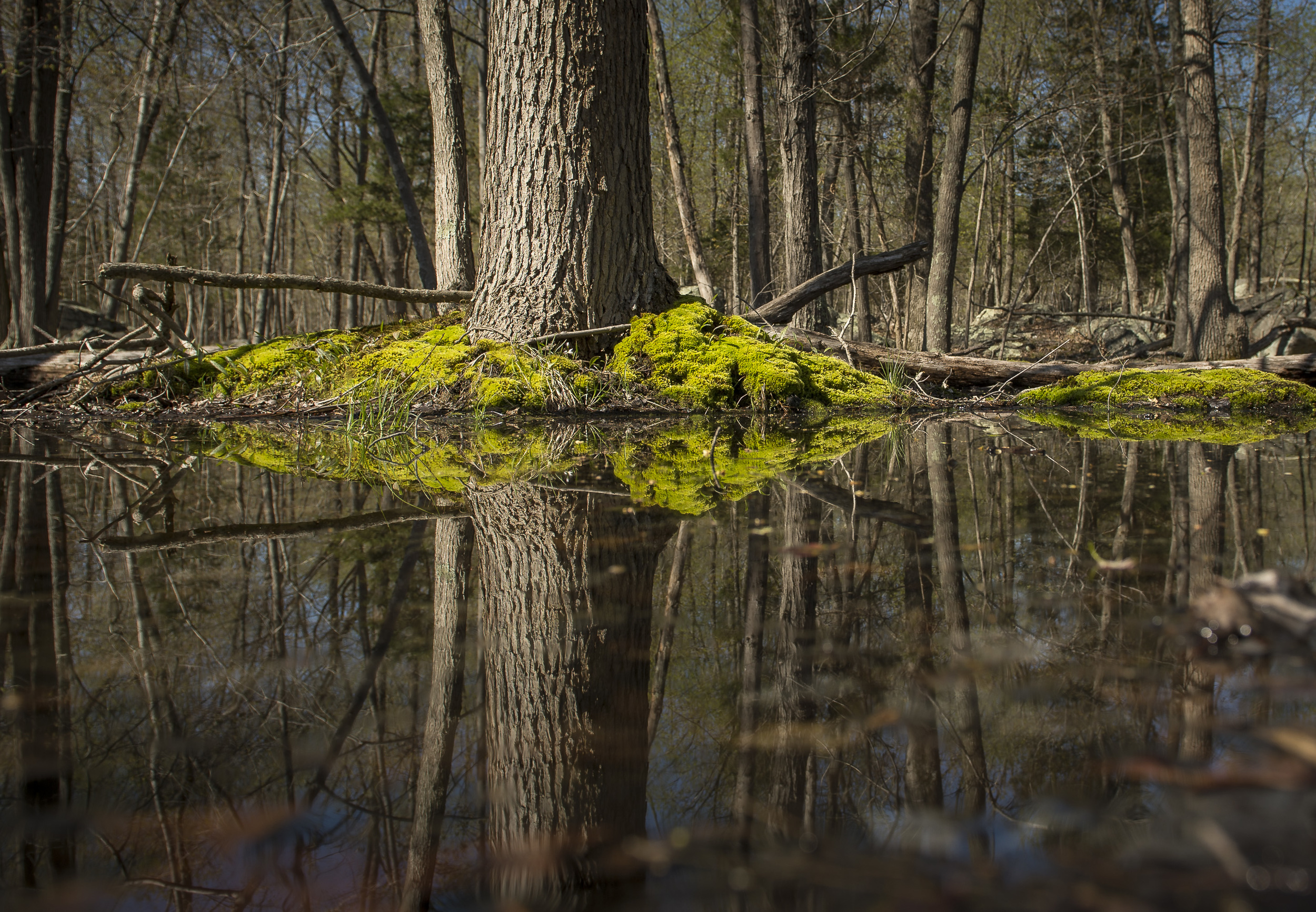 Download Reflection Nature Swamp HD Wallpaper