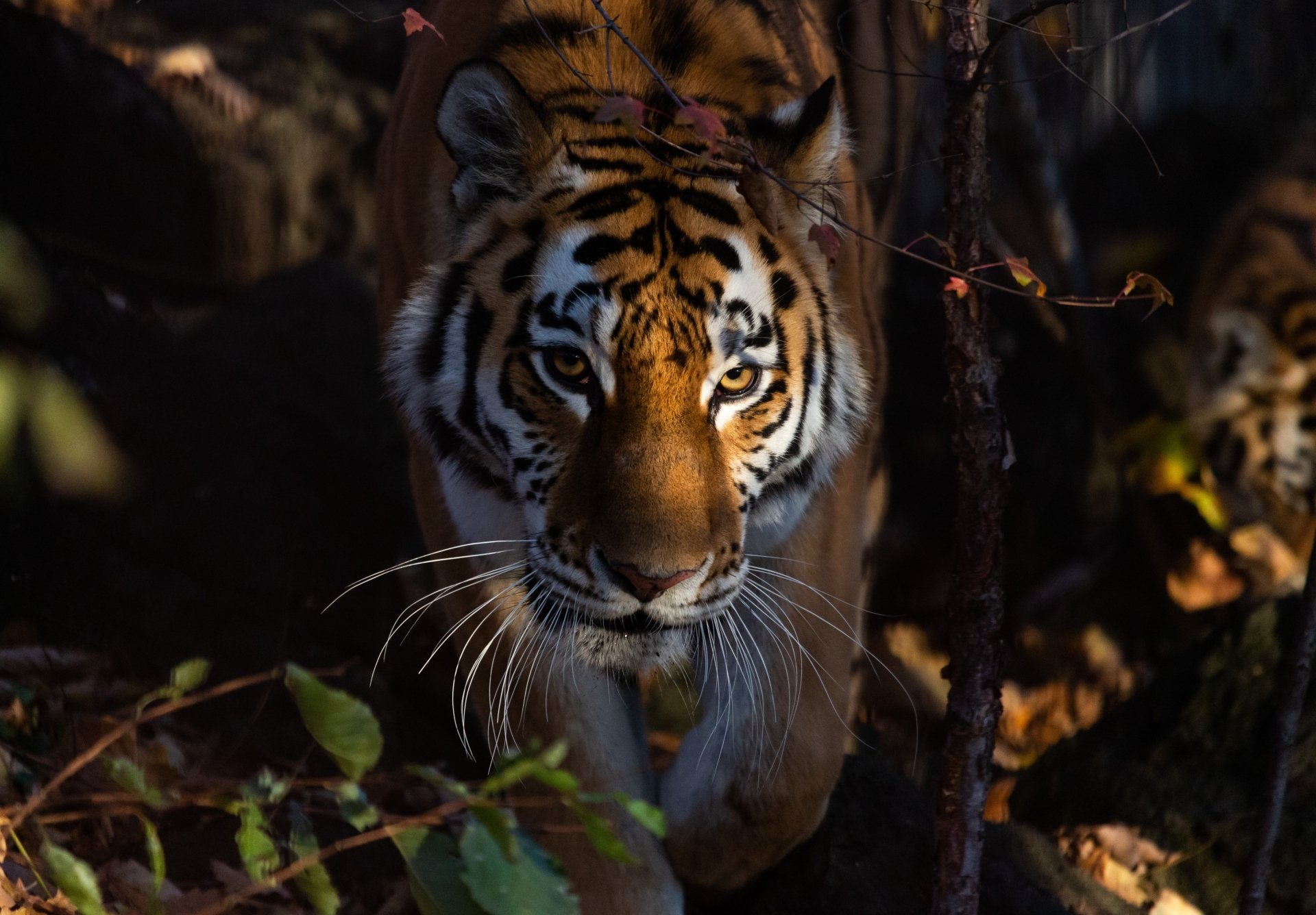 Download Stare Animal Tiger HD Wallpaper | 3500x2435 | Wallpaper Abyss