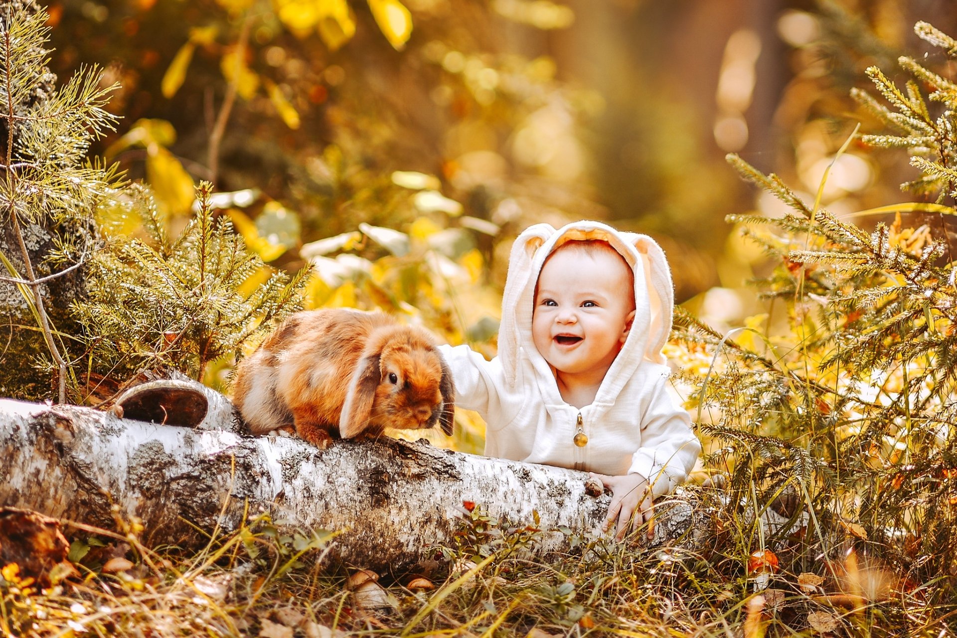 Download Rabbit Photography Baby HD Wallpaper